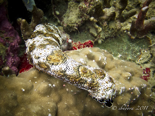 Graeffe's Sea Cucumber | Project Noah