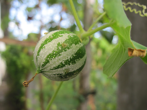 Serpent gourd | Project Noah