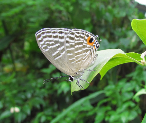 Metallic Cerulean | Project Noah