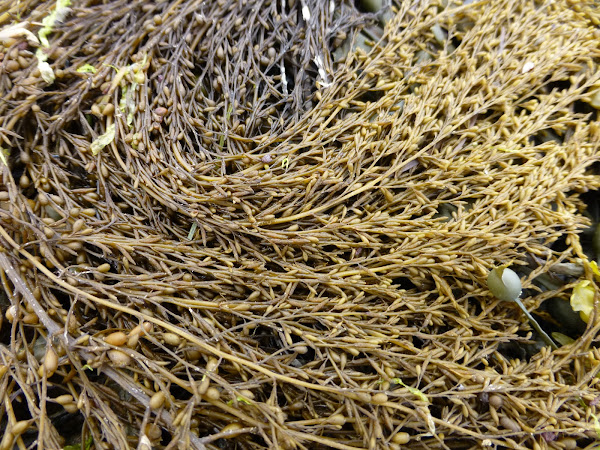 Wireweed | Project Noah