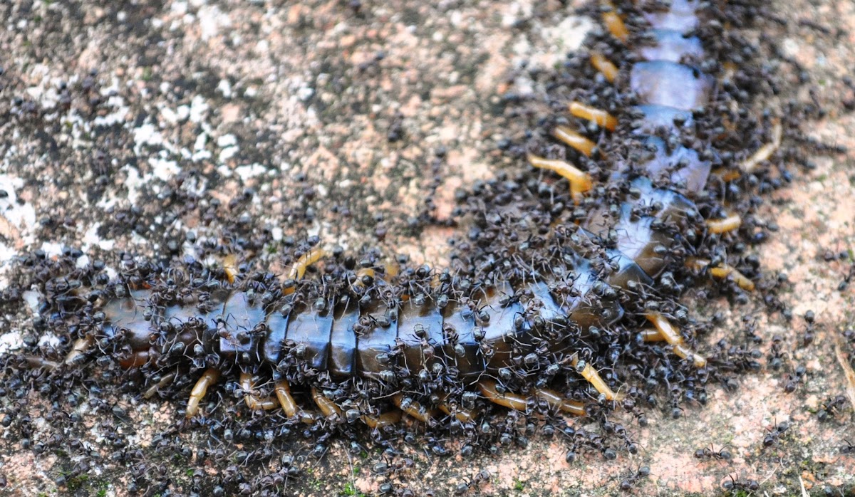 Giant Centipede | Project Noah