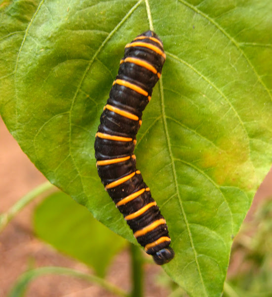 Spotting | Project Noah