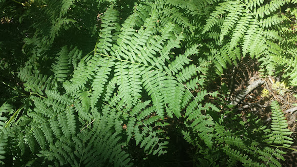 Giant Chain Fern | Project Noah