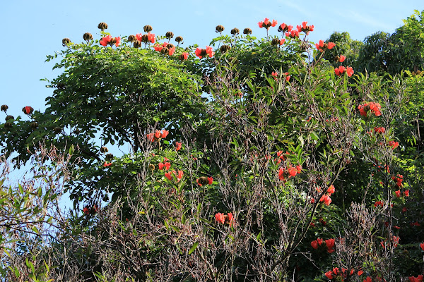 African tulip tree | Project Noah
