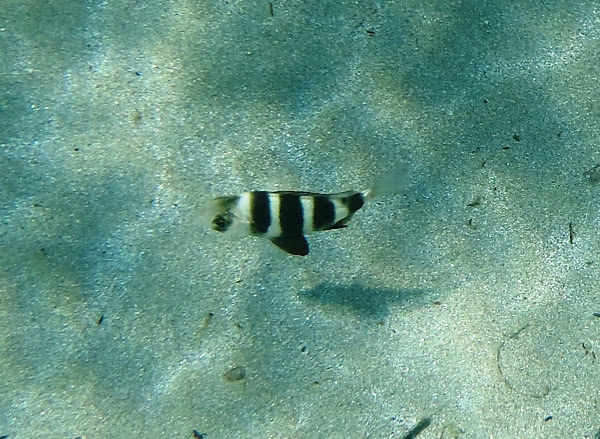 Sargo imperial, sargo breado | Project Noah