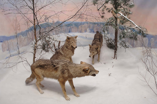 Diorama with gray wolf — Google Arts & Culture