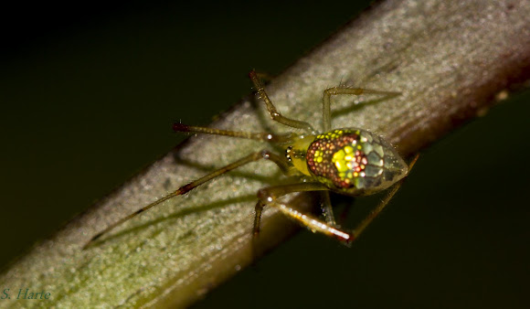 Theridiidae spider | Project Noah