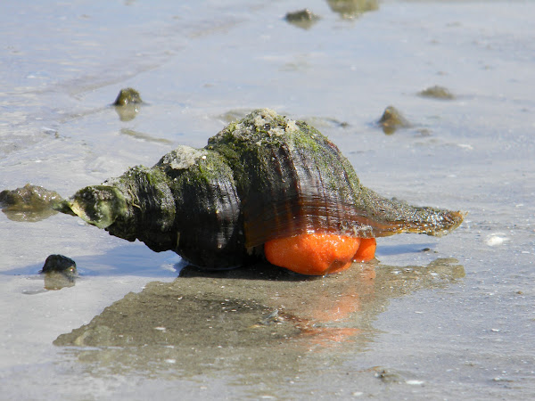 Horse Conch, Crown Conch | Project Noah