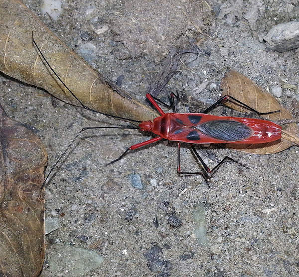 Giant Red Bug | Project Noah