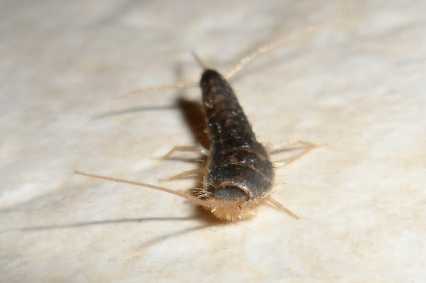 Fishmoth | Project Noah