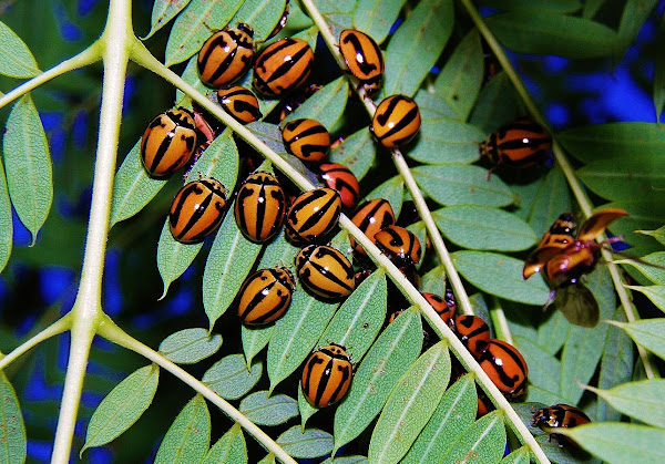 Striped Ladybird beetle | Project Noah