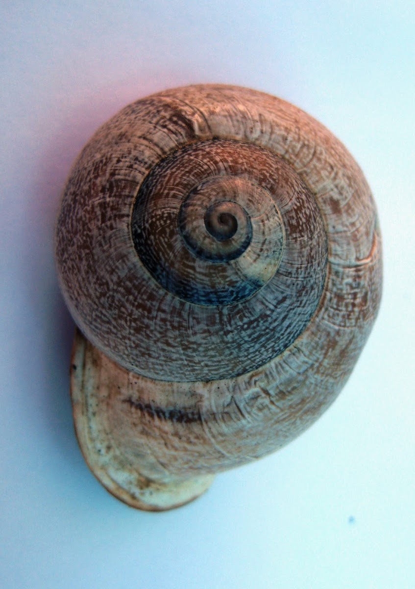 Caparazón de vaqueta,serrana o caracol blanco. | Project Noah