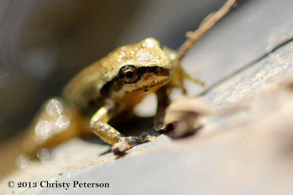 Pacific Treefrog | Project Noah