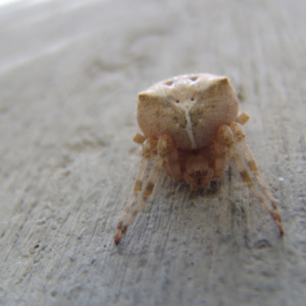 Jewel spider | Project Noah