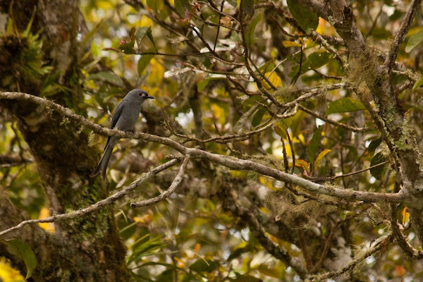 Ashy Drongo | Project Noah