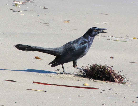 Great-tailed Grackle | Project Noah