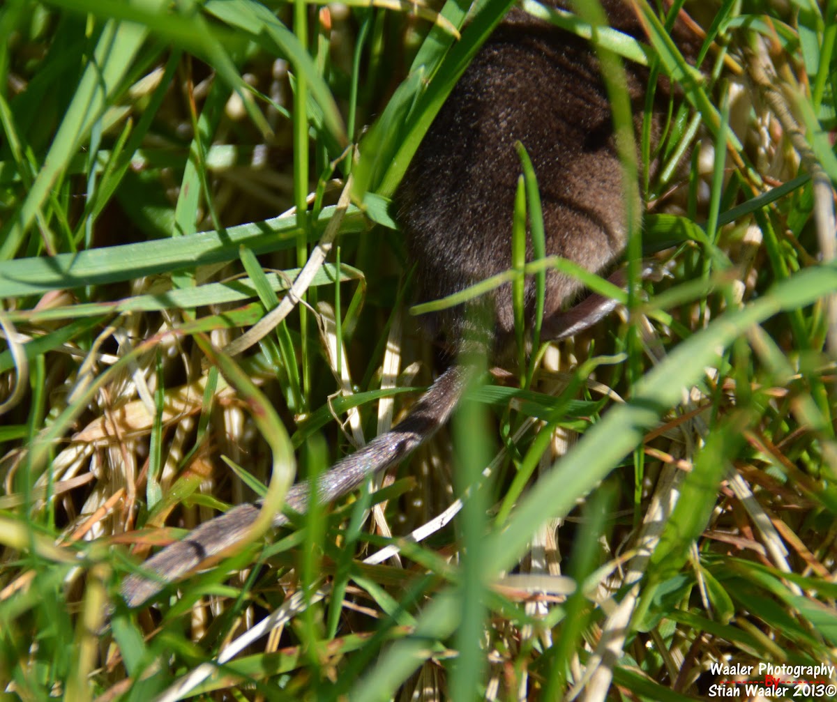 Common Shrew | Project Noah