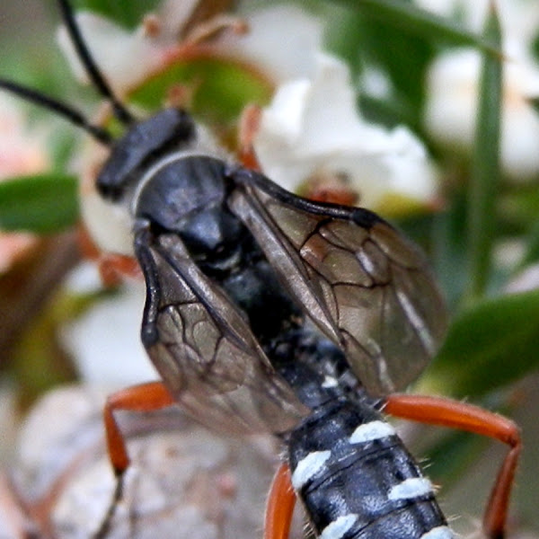 Blue Ant ( Male Wasp) | Project Noah