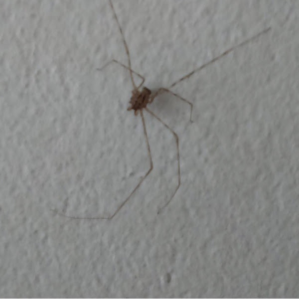 Daddy long-leg | Project Noah