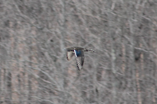 Wood Duck | Project Noah