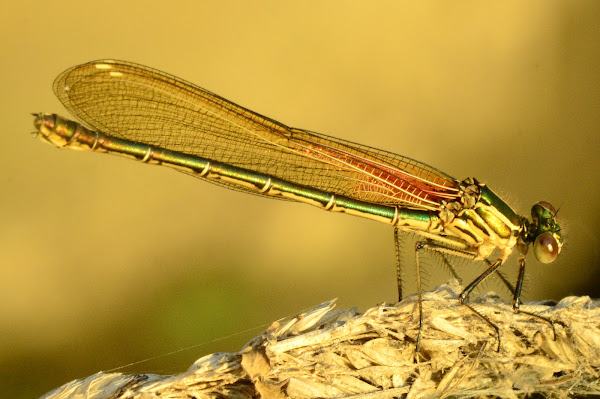 American Ruby Spot | Project Noah