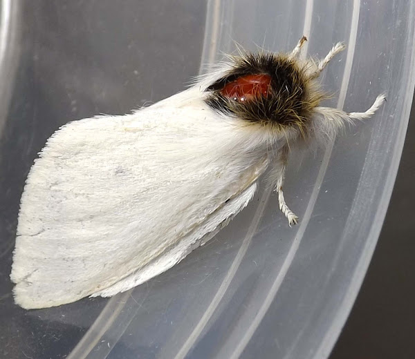 Long-tailed Bombyx Moth | Project Noah