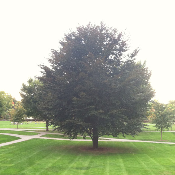 Copper Beech | Project Noah