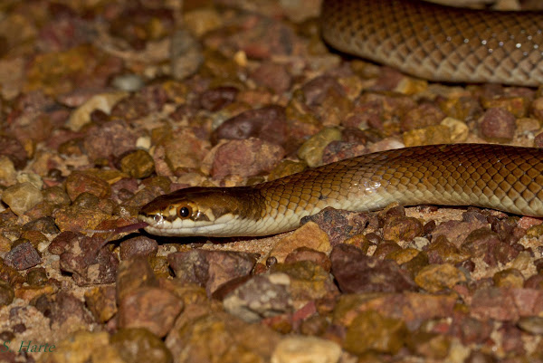 Curl Snake | Project Noah