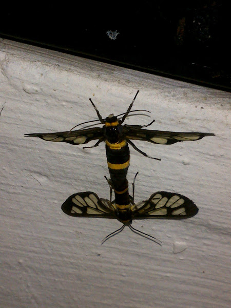 Wasp Mimic Moths - Mating | Project Noah