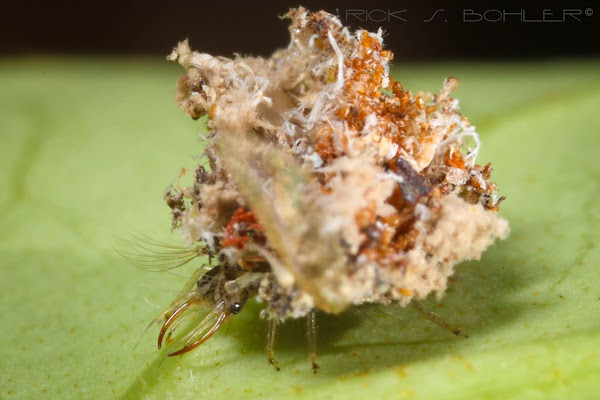 green lacewing larva/aphid lion | Project Noah