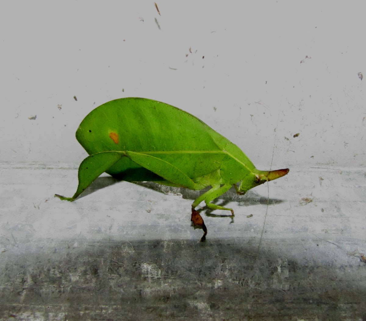 Spike-headed false leaf katydid | Project Noah