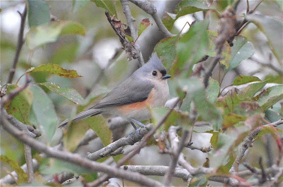 Tufted Titmouse | Project Noah