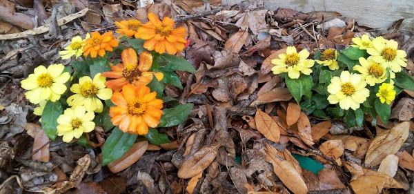 Zinnia | Project Noah