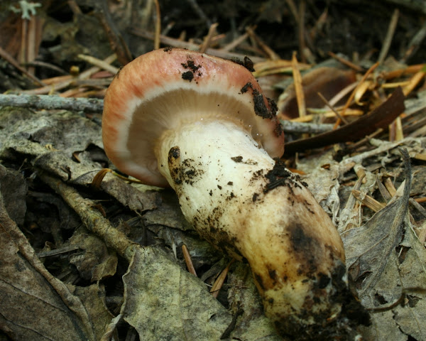 Rosy Red Gomphidius | Project Noah