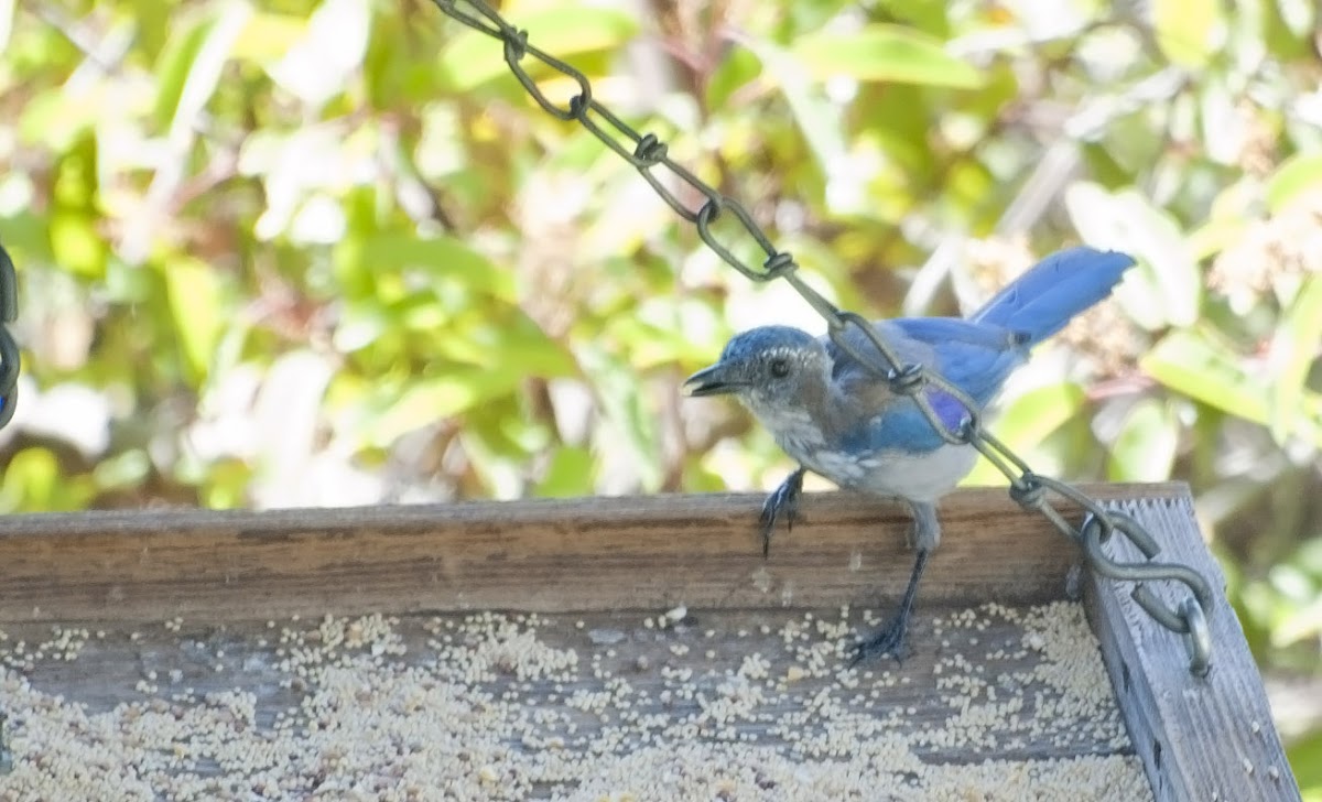 Western Scrub Jay | Project Noah