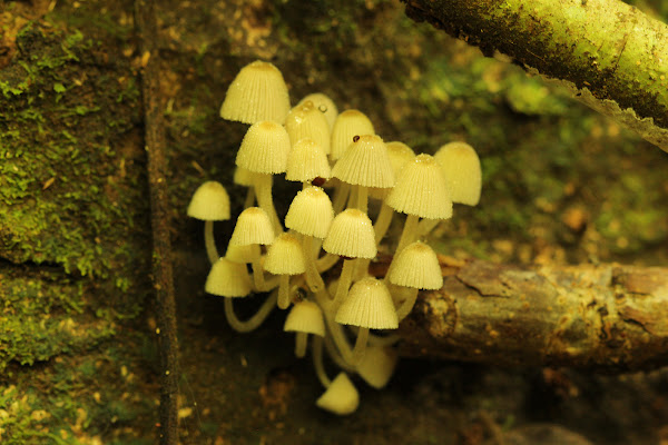 Fairy Bonnets | Project Noah