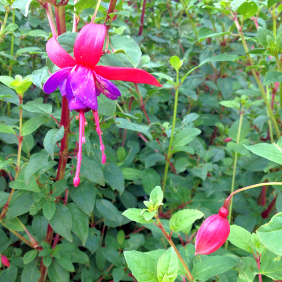 Fuchsia | Project Noah