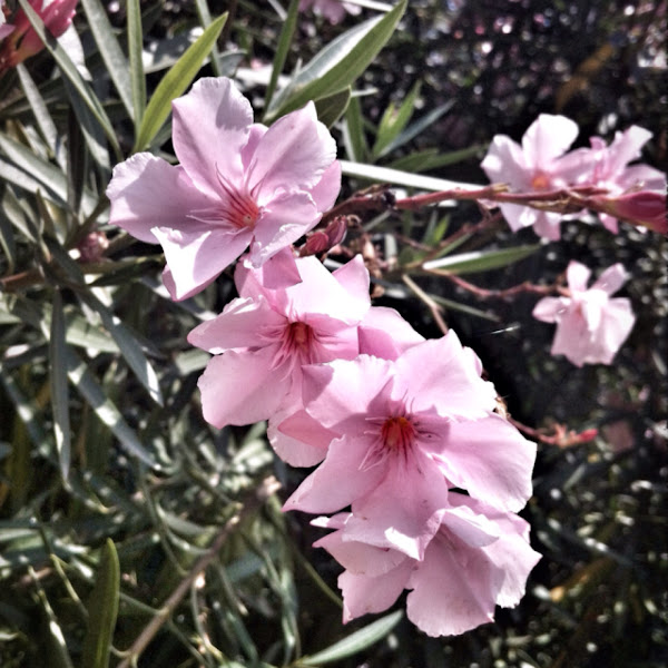 Rosa laurel | Project Noah