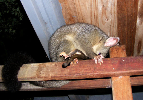 Common brushtail possum with pouch young | Project Noah
