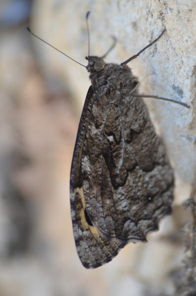 Hipparchia family | Project Noah