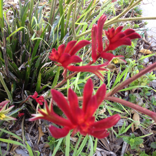 Kangaroo paws | Project Noah