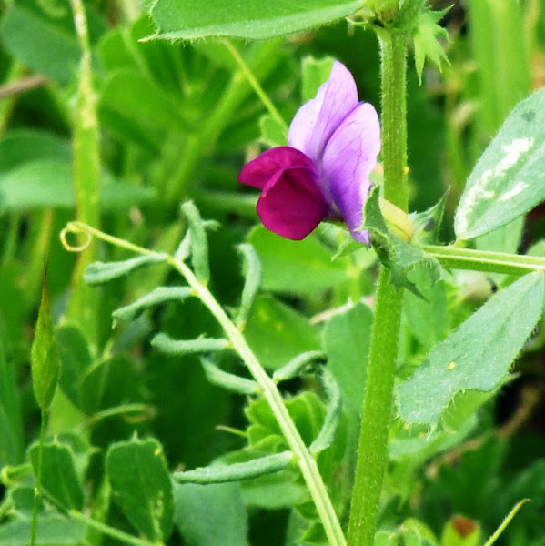Spring Vetch | Project Noah