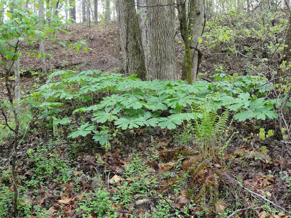 Mayapple | Project Noah