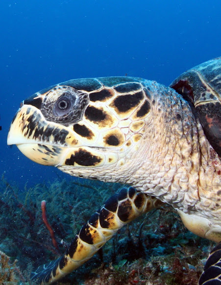 Hawksbill sea turtle | Project Noah