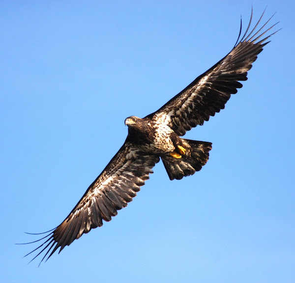 Bald Eagle | Project Noah