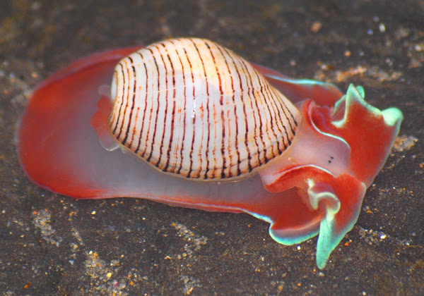 Rose Petal Bubble Shell | Project Noah