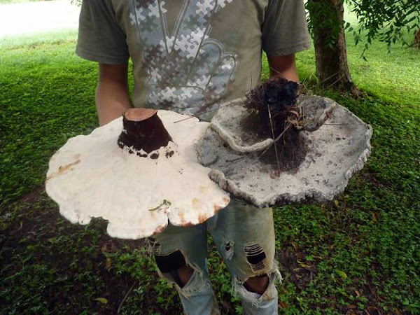 Hongo | Project Noah