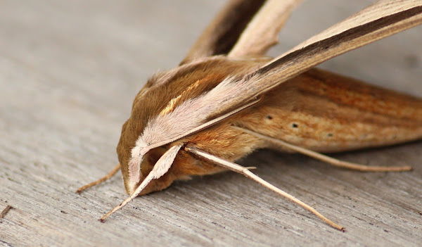 Impatiens Hawk Moth | Project Noah