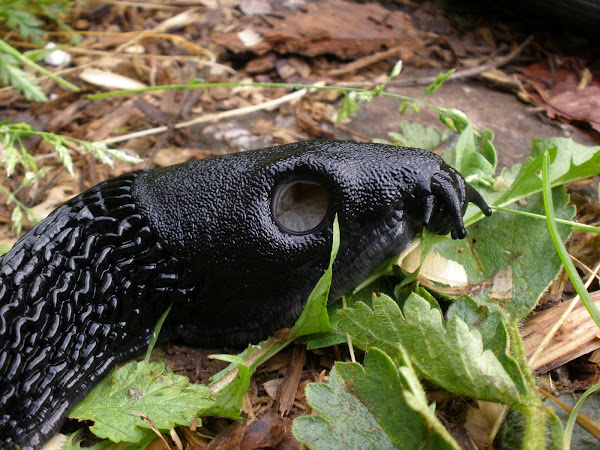 Babosa común o Llimiagu | Project Noah