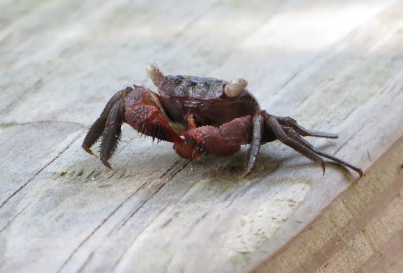 Mangrove Tree Crab | Project Noah